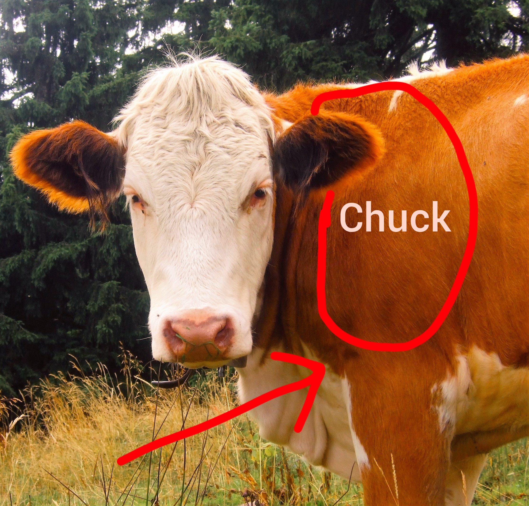 Every Chuck/Neck Beef Cut Explained And The Best Ways To Prepare/Cook ...