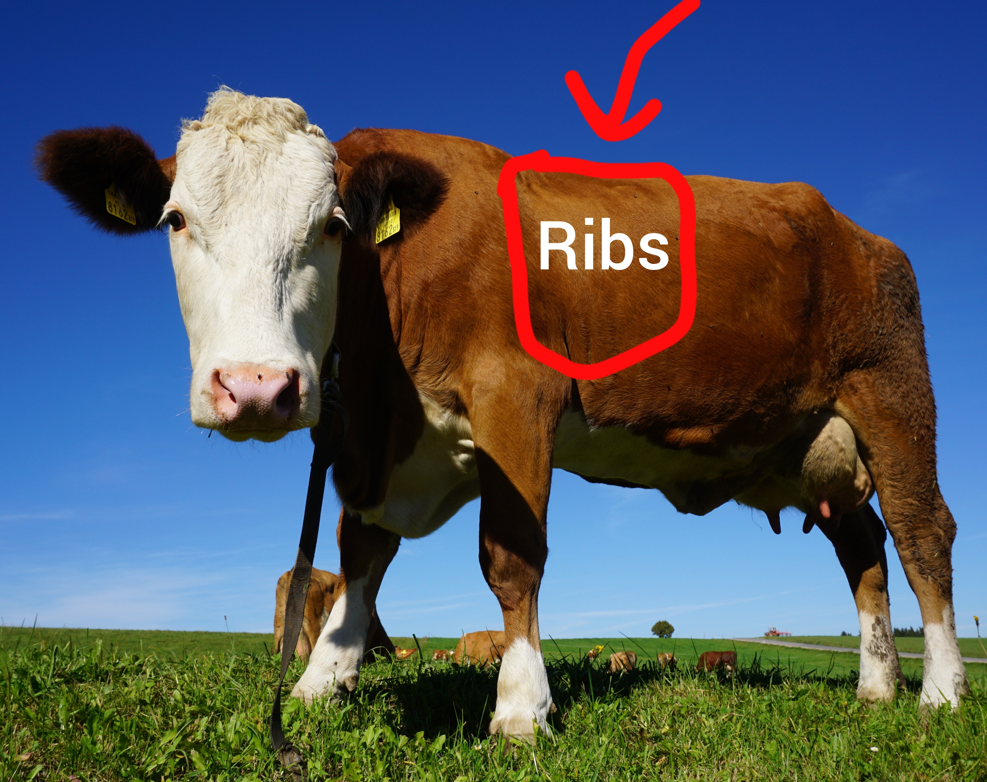 Every Rib Beef Cut Explained And The Best Ways To Prepare/Cook Them ...