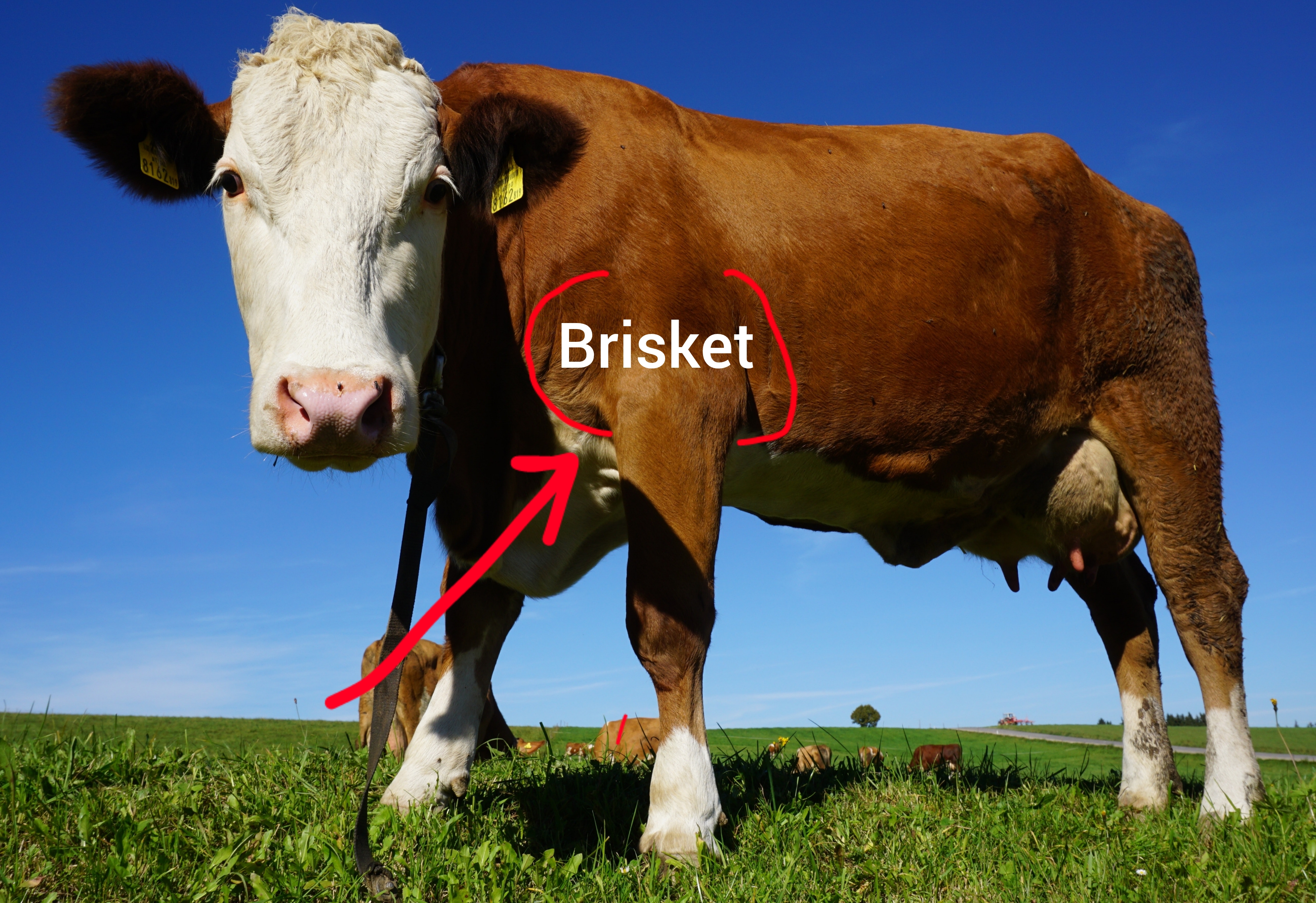 Brisket Beef Cut Explained And The Best Ways To Prepare/Cook It – The ...