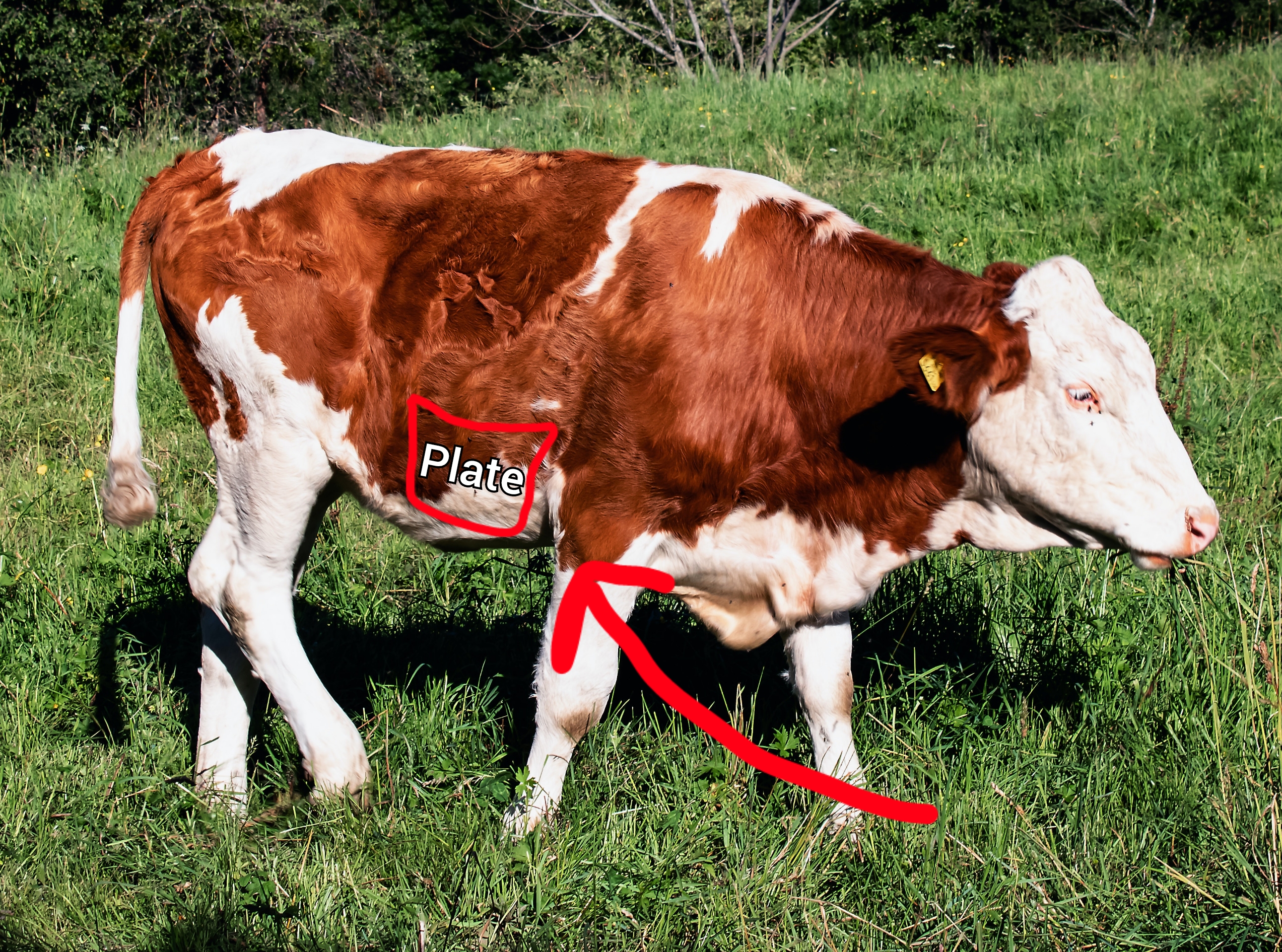 Every Plate Beef Cut Explained And The Best Ways To Prepare/Cook Them ...