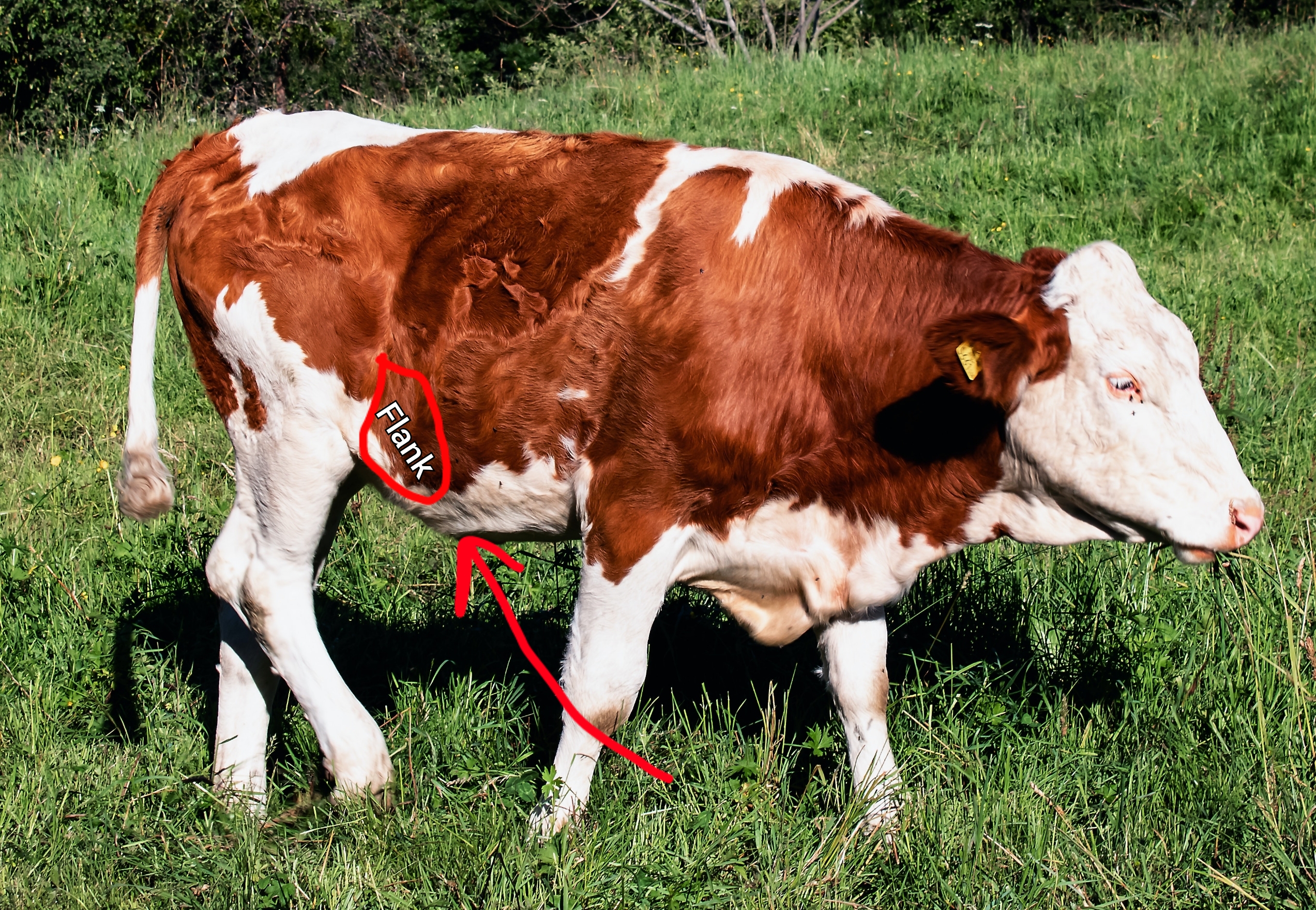 Every Flank Beef Cut Explained And The Best Ways To Prepare/Cook Them ...